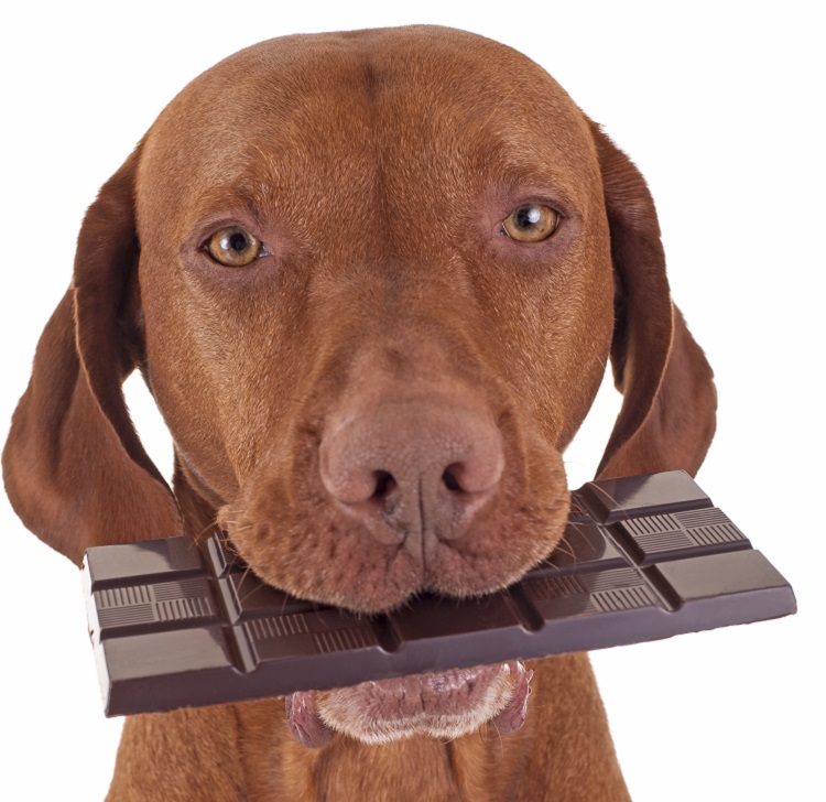 Quels sont les aliments toxiques pour le chien Quels sont les aliments toxiques pour le chien